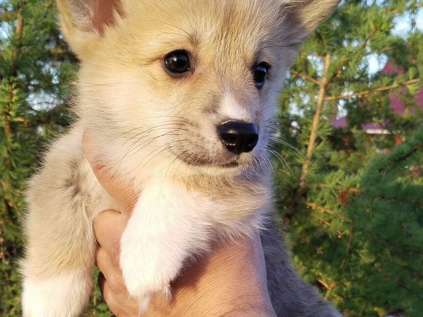 Рыжики щенки Вельш Корги Пемброк