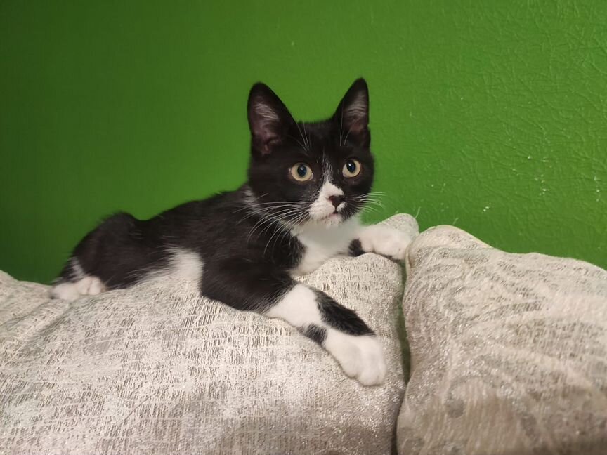 Кот Джексон в добрые руки