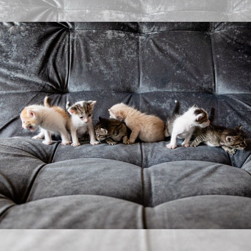 Котята