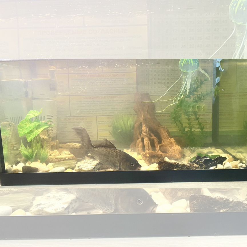 Аквариум с рыбками