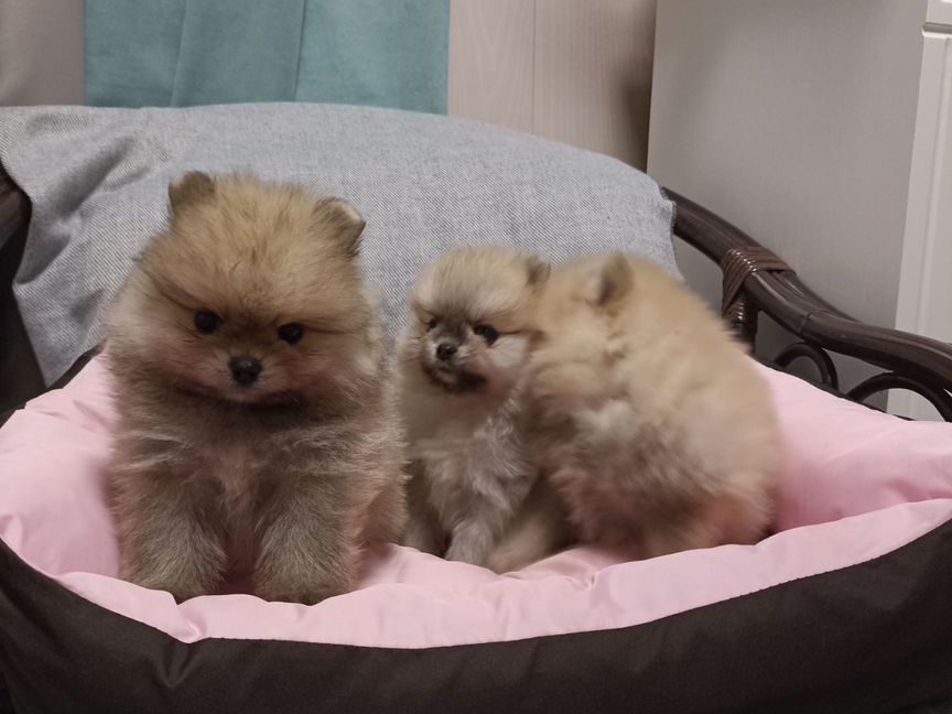 Шпицы красавцы мальчики и девочки