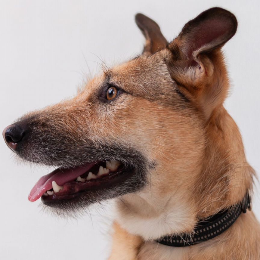 Ирландский терьер, взрослая собака