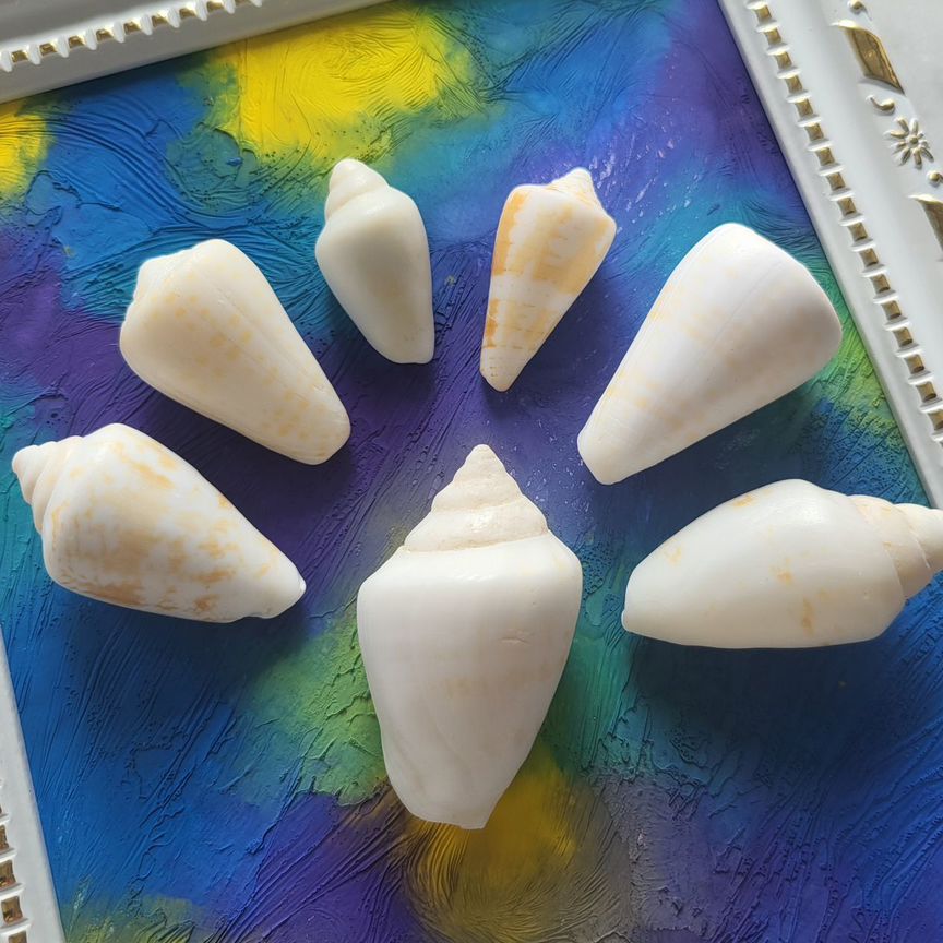 Морские ракушки раковины