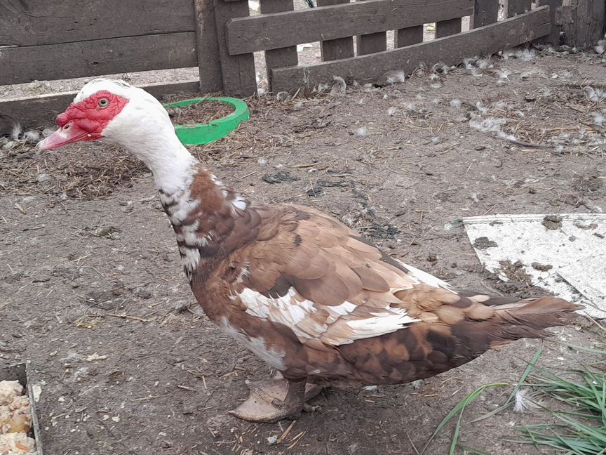 Селезень индоутки