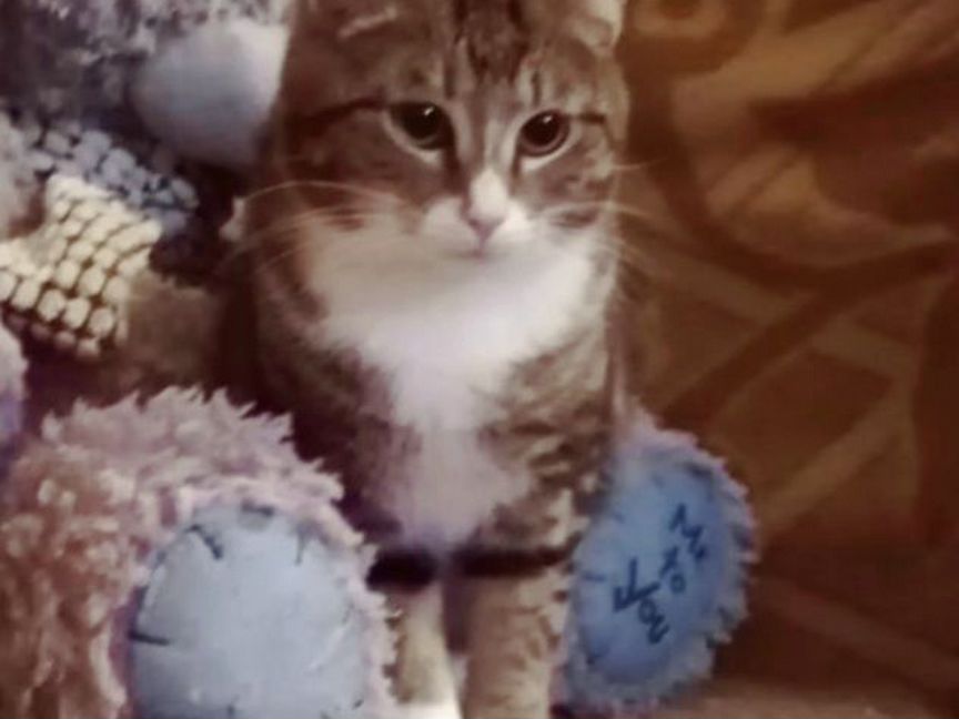 Молодой котик ищет дом