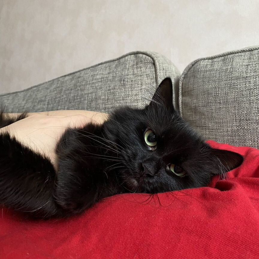 Взрослая кошка