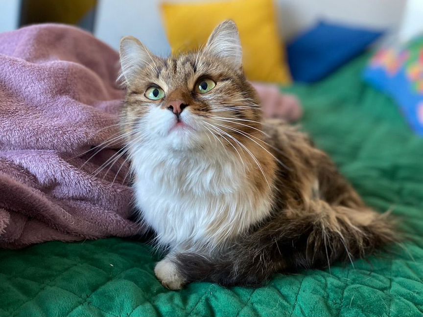 Кошка