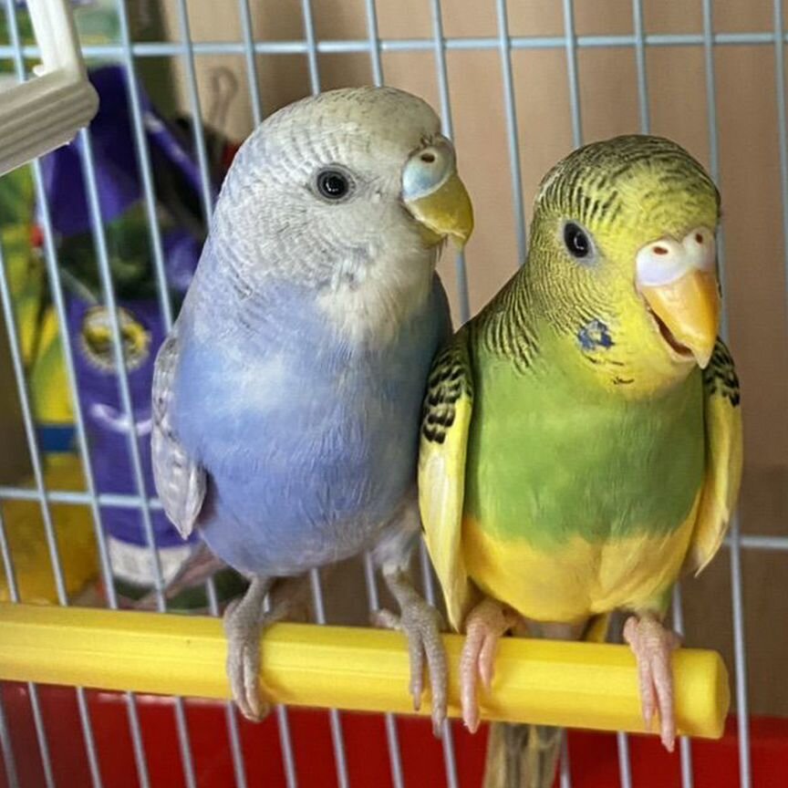 Волнистый попугай самка