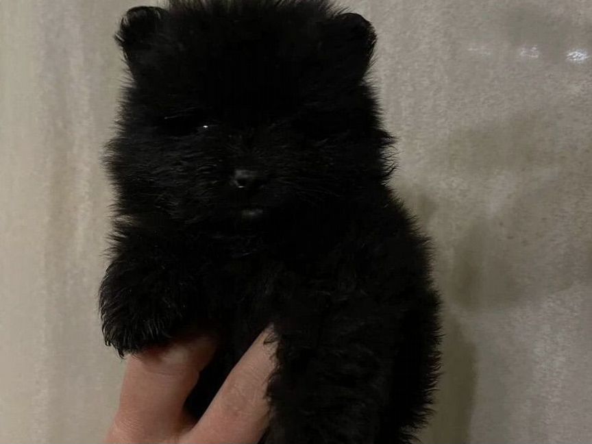 Померанский щпиц