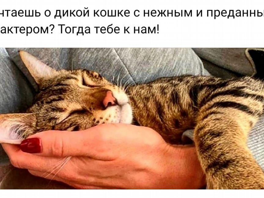 Кошка Чаузи Ф-4 в разведение