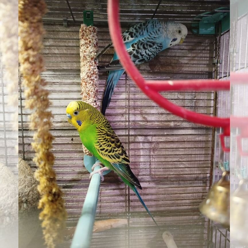 Волнистые попугаи пара