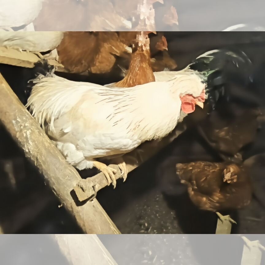 Петухи два белых один чëрный