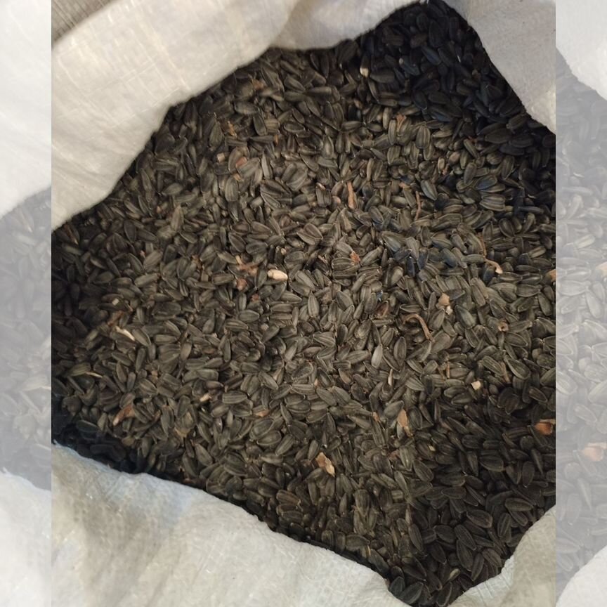 Подсолнечник семечка