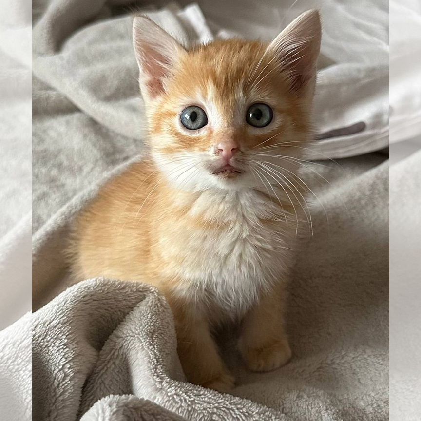 Котенок