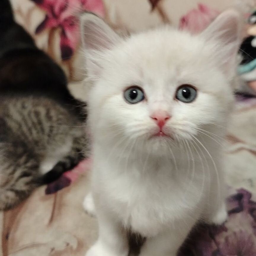 Котята, котенок
