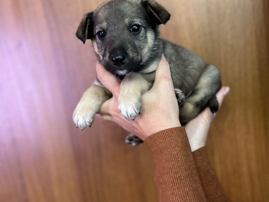 Барни в дар