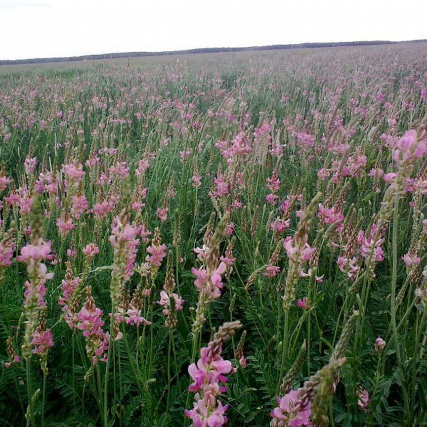 Сено в тюках