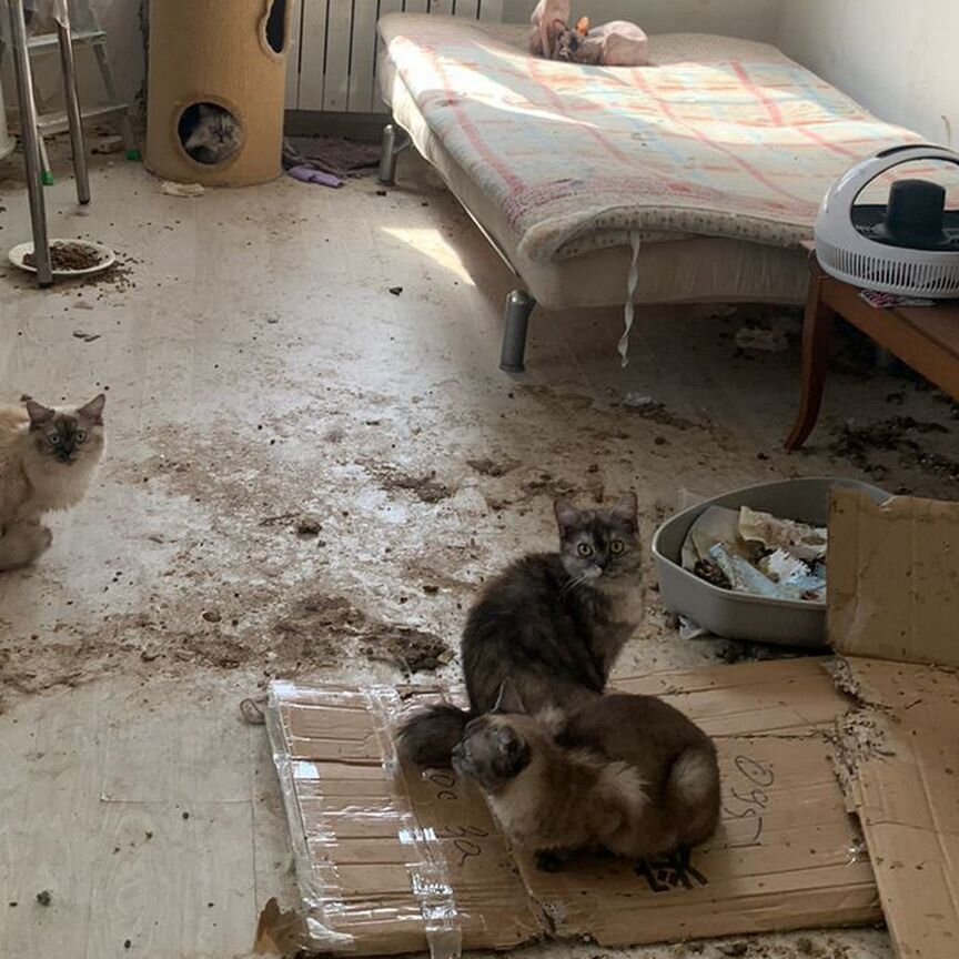 Канадский сфинкс котёнок