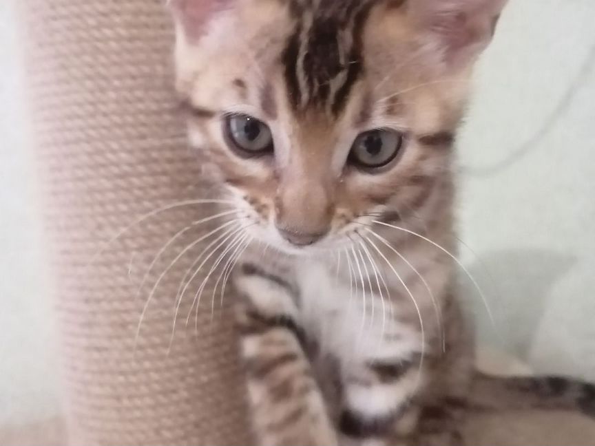 Бенгальские котята