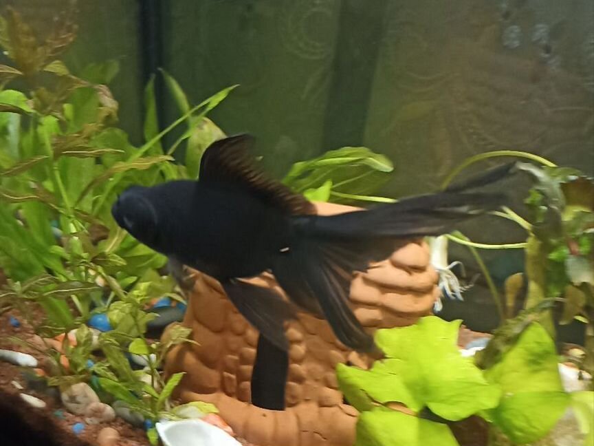 Телескоп бабочка чёрный