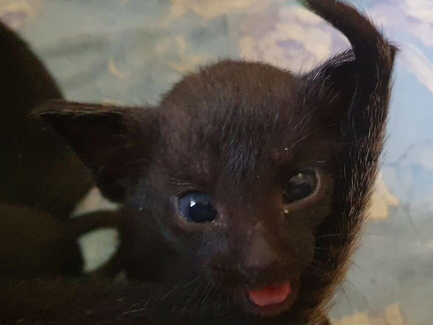 Ориентальные котята