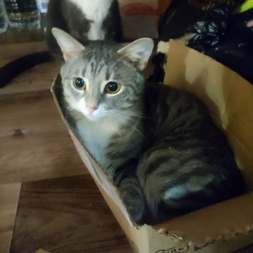 Взрослый кот в добрые руки