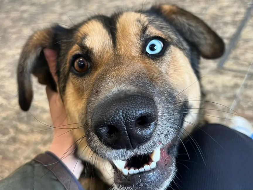 Ищем семью для Элли