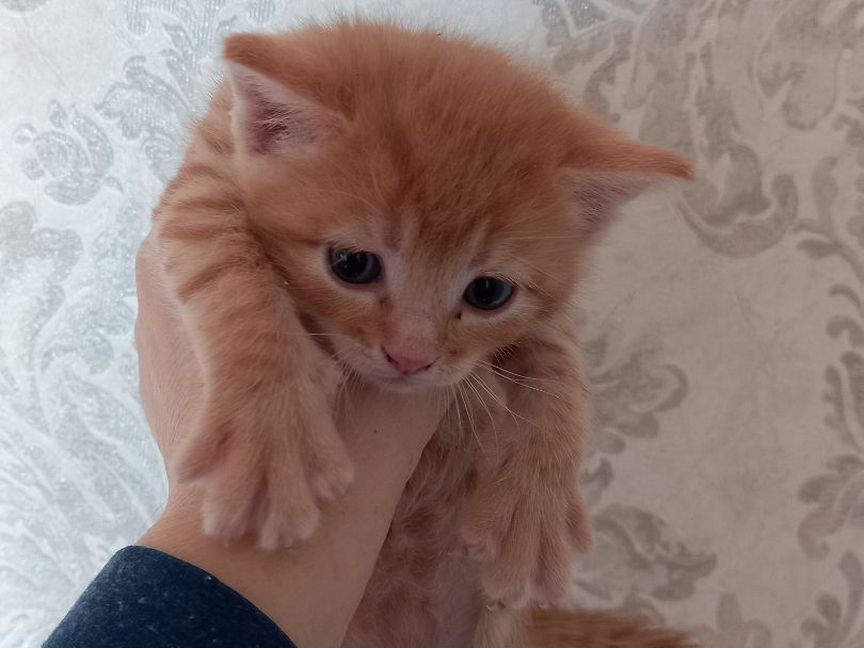Милый рыжик