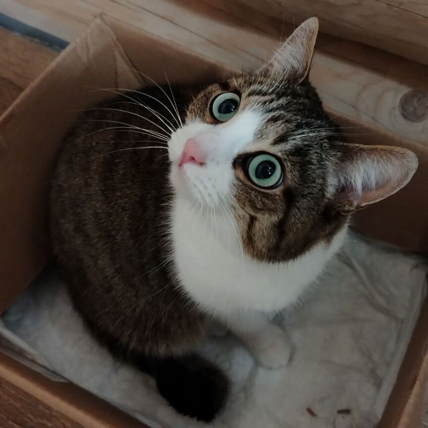 Взрослая кошка в добрые руки