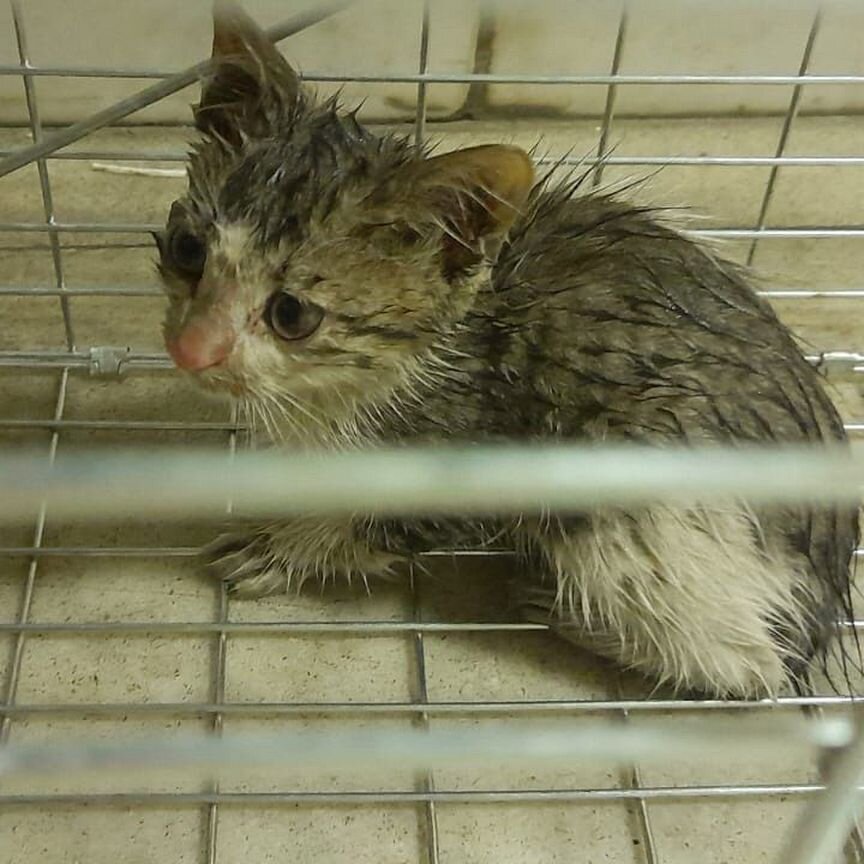 Крошечные котята в заброшеном доме