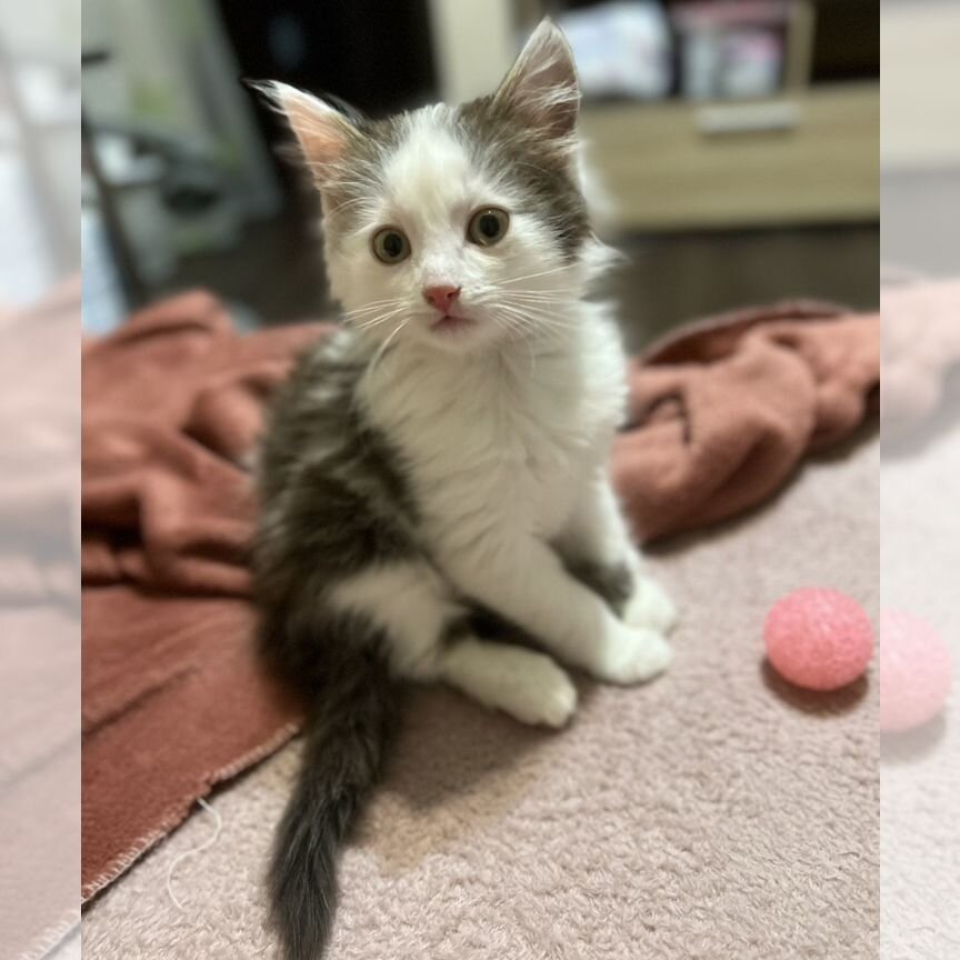 Котёнок в добрые руки