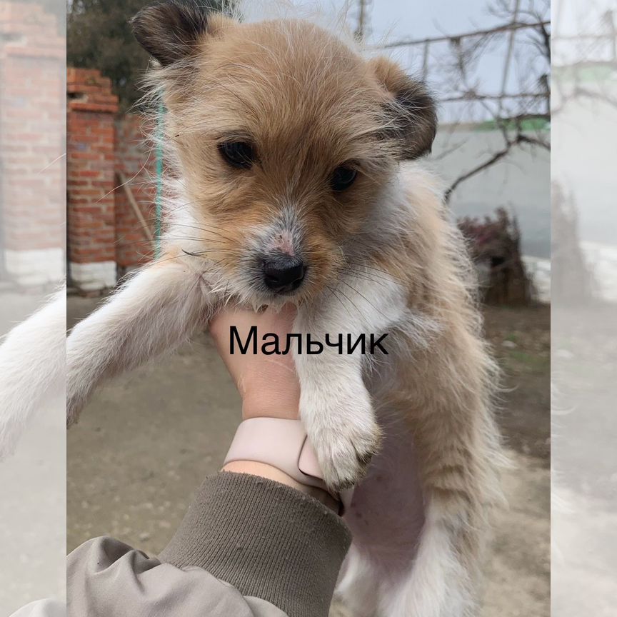 Щенки в добрые руки, будут маленькие мама болонка