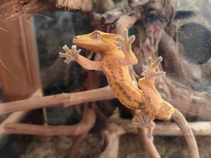 Террариум и редкий реснитчатый бананоед