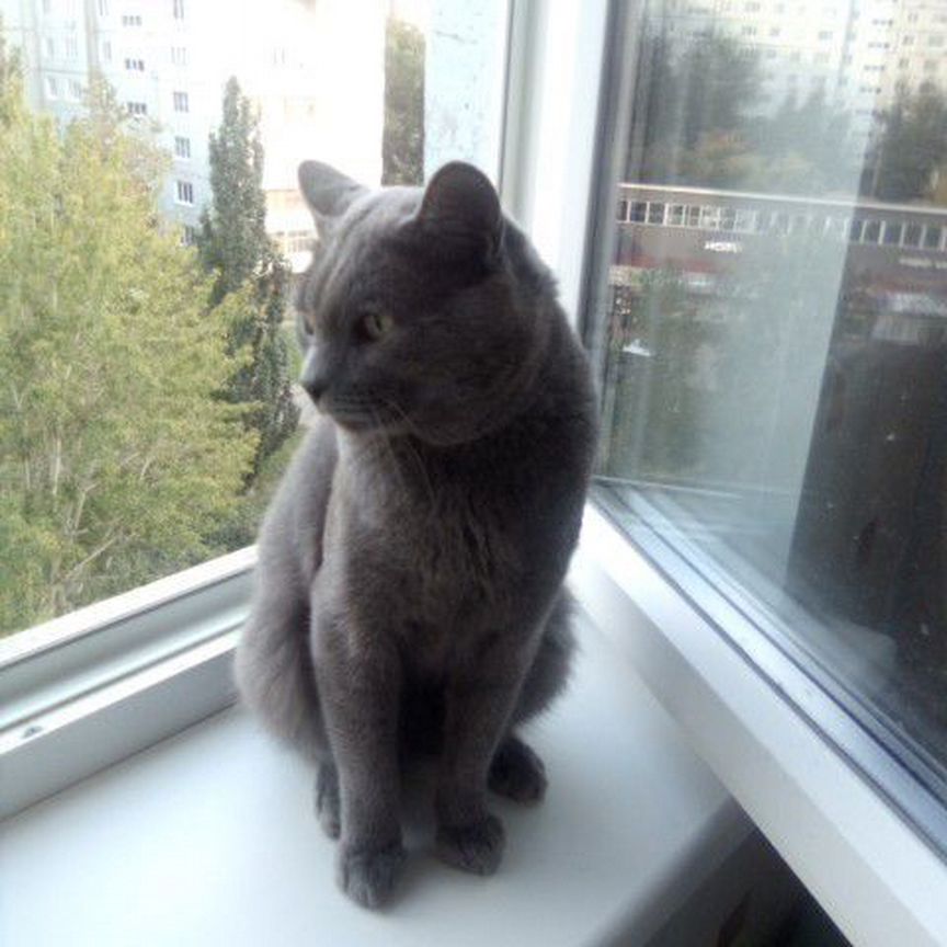 Котики бесплатно