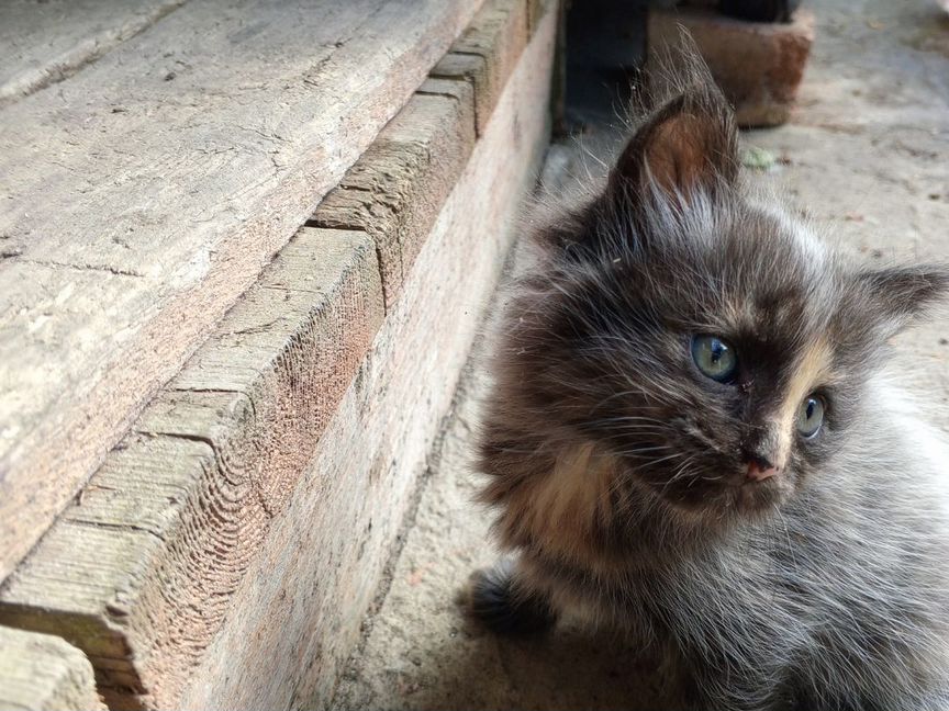 Котёнок