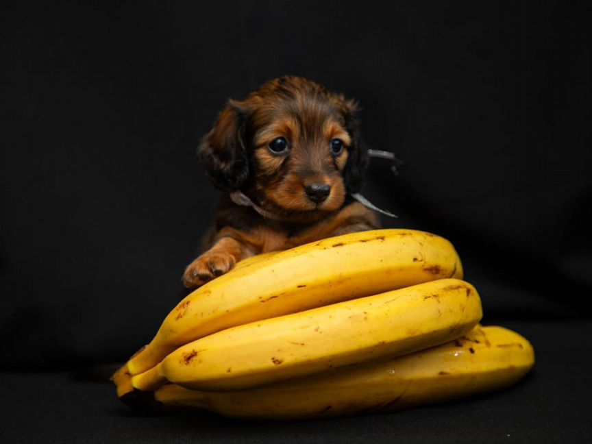 Собака твоей мечты