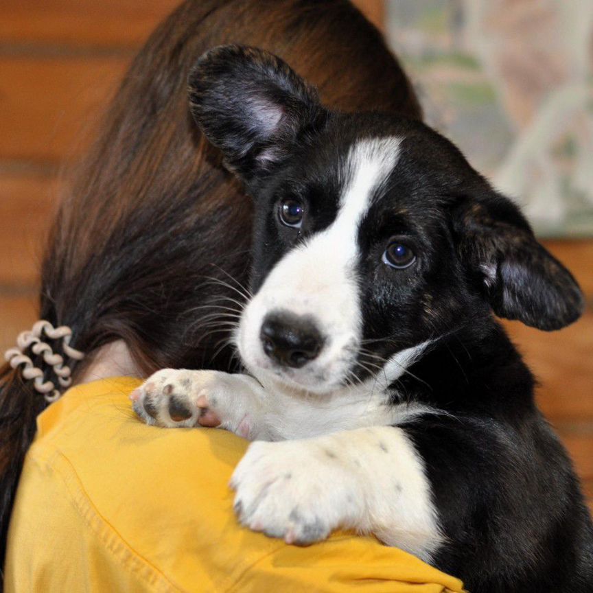 Вельш корги кардиганчики