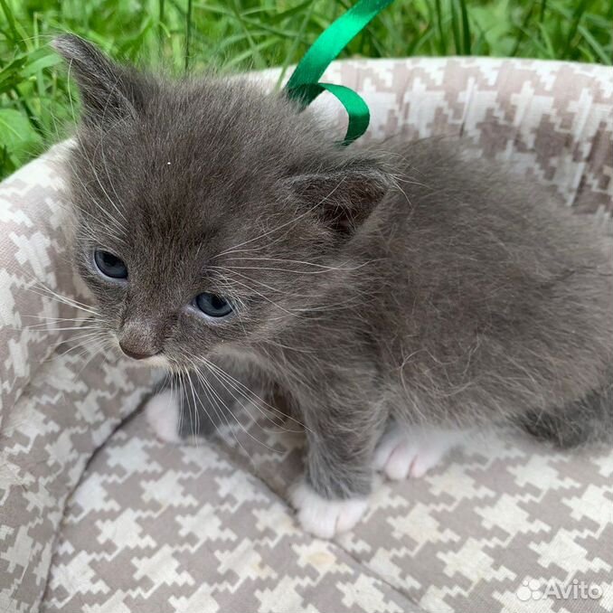 Котик 1,5 мес ищет дом