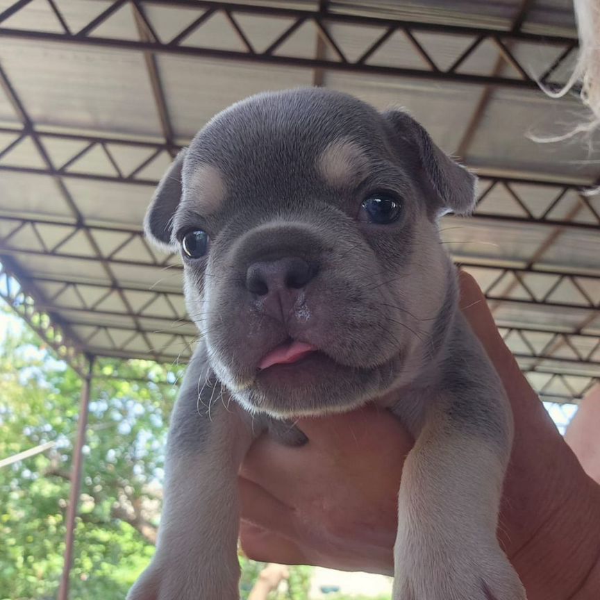 Французский бульдог щенки лиловый