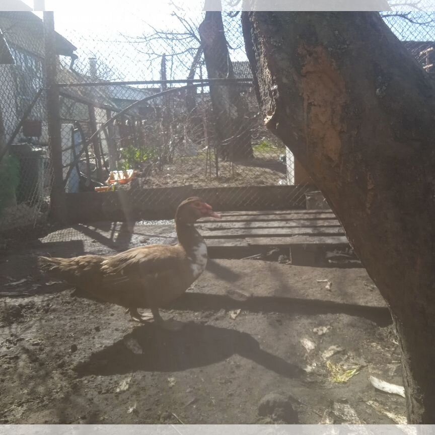 Яйцо индоутки