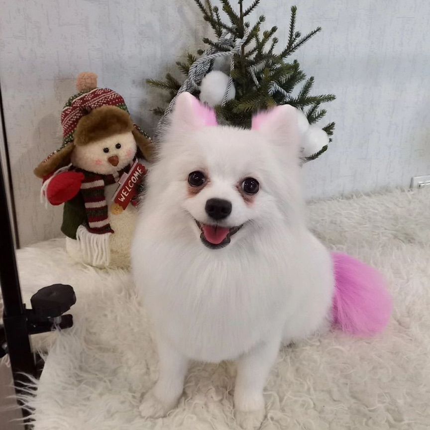 Померанский шпиц, взрослая собака