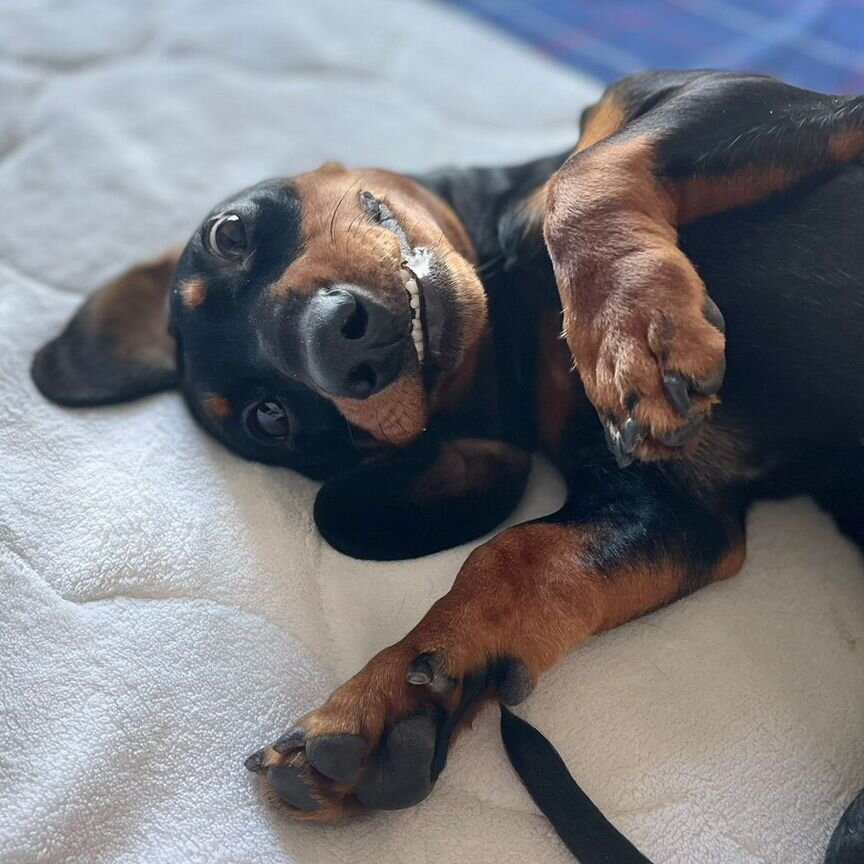 Отдам мини таксу в добрые руки