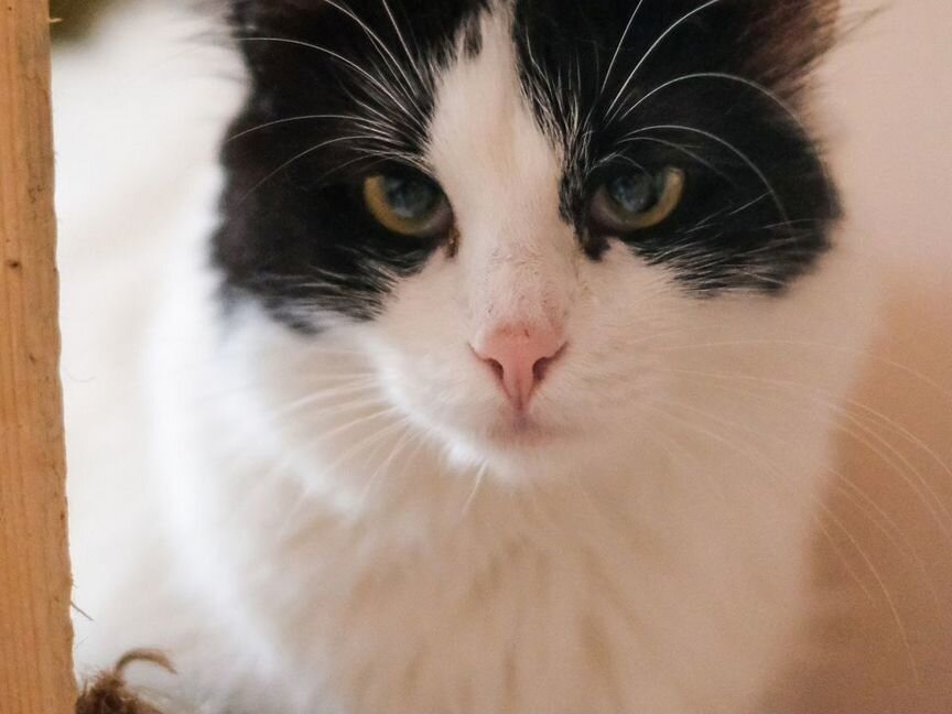 Спокойная кошка Бетти из приюта ищет семью