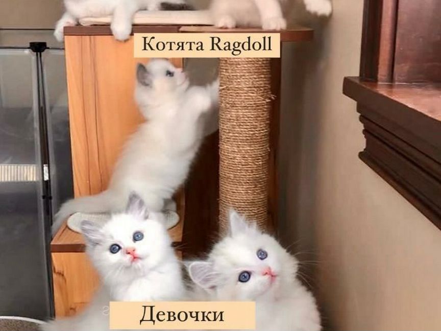 Котята Ragdoll