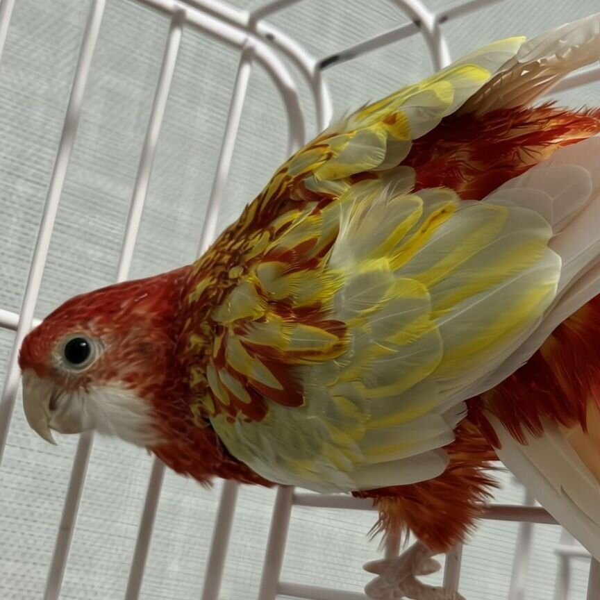 Попугай розелла