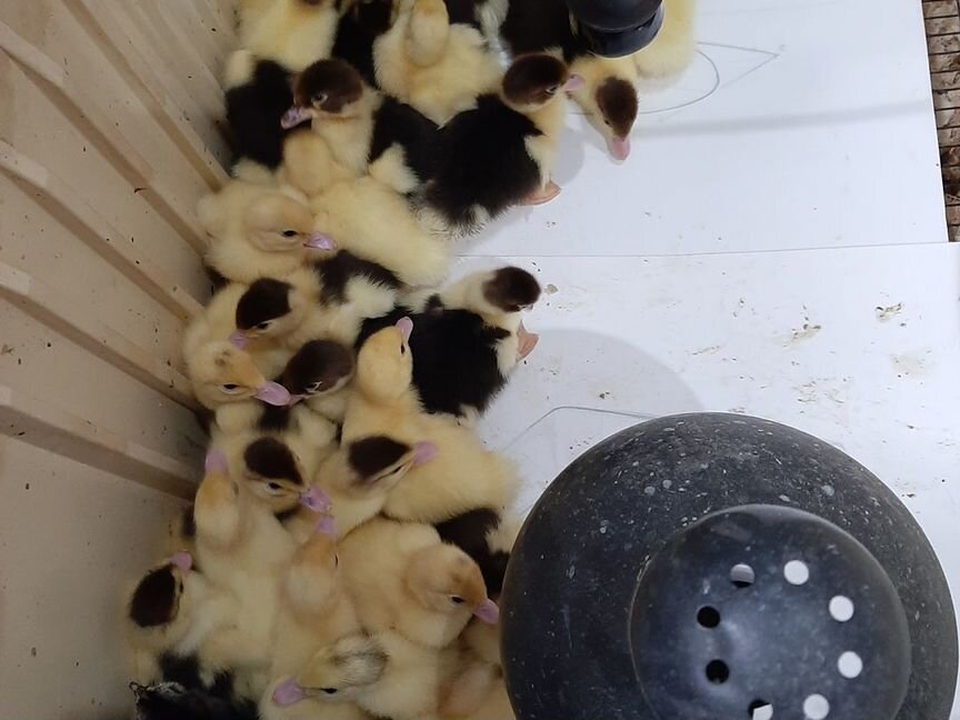 Продажа индоутят