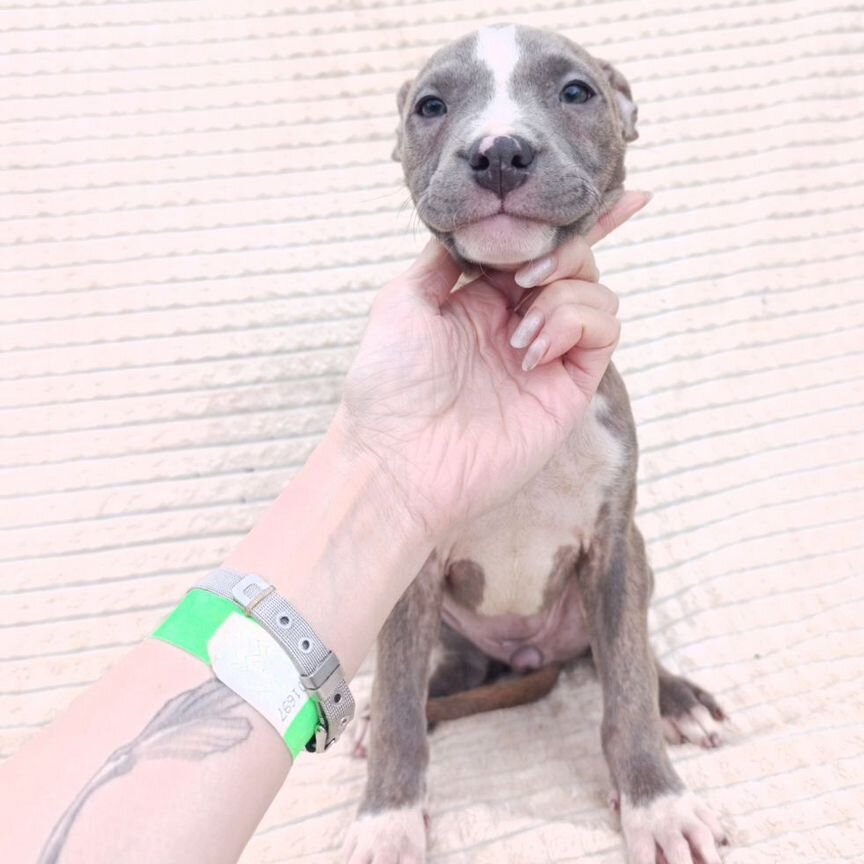 Американский стаффордширский терьер, щенок