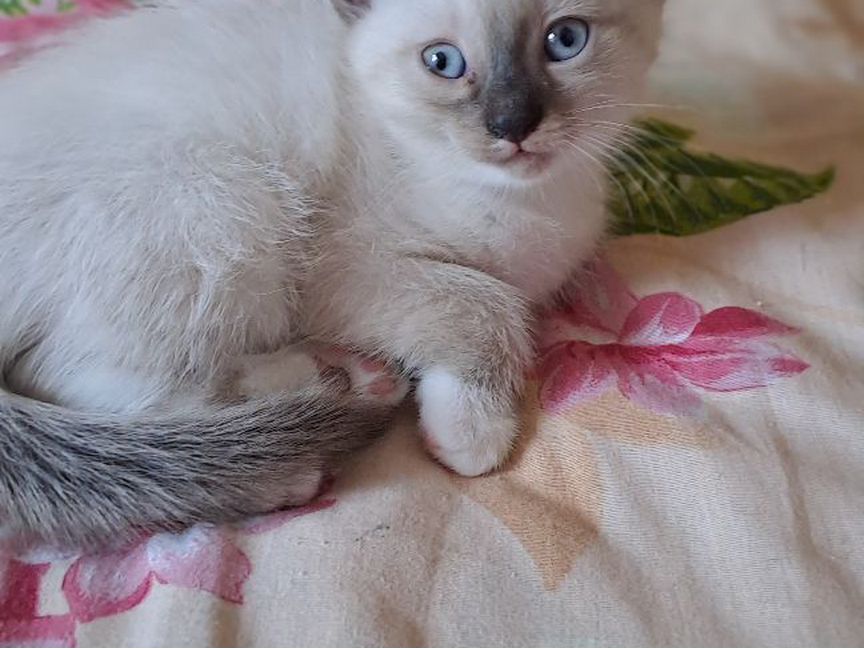Котёнок мальчик белый