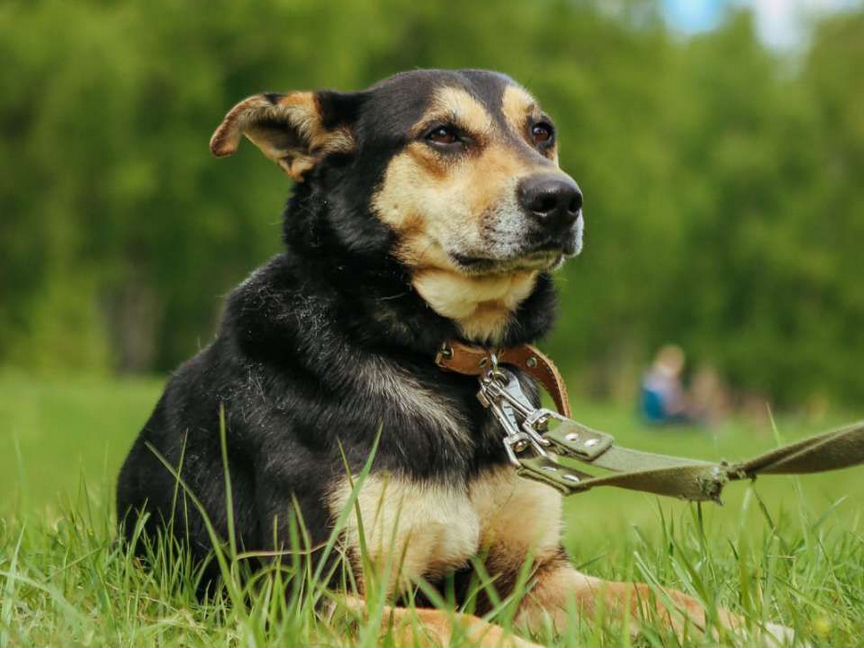 Мудрая Мэй ищет дом