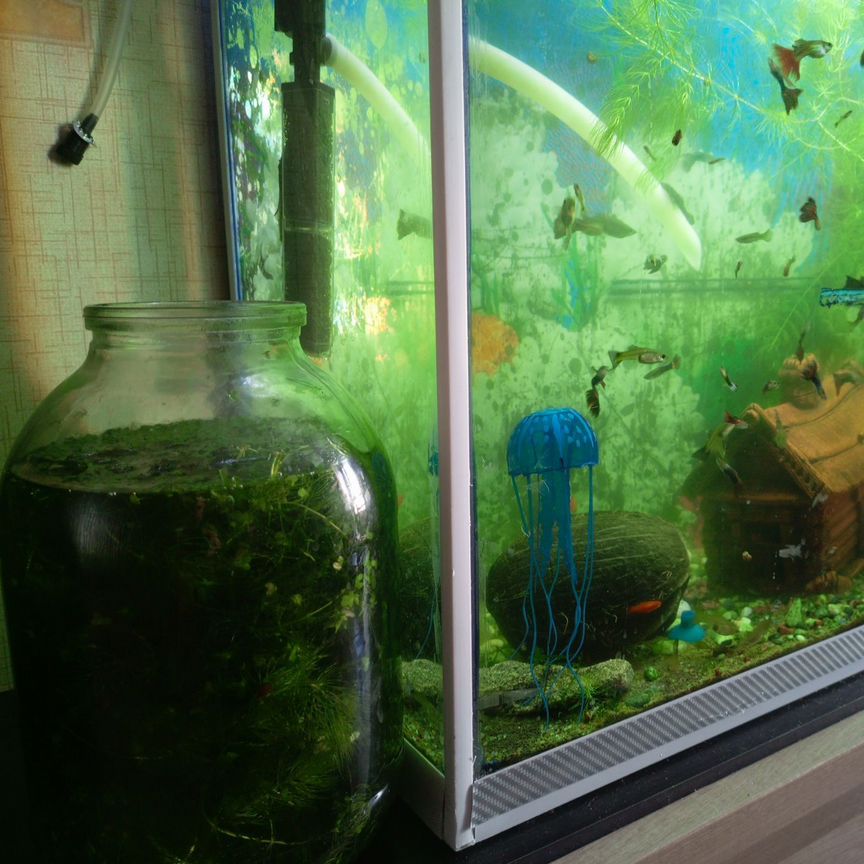 Водоросли для аквариума